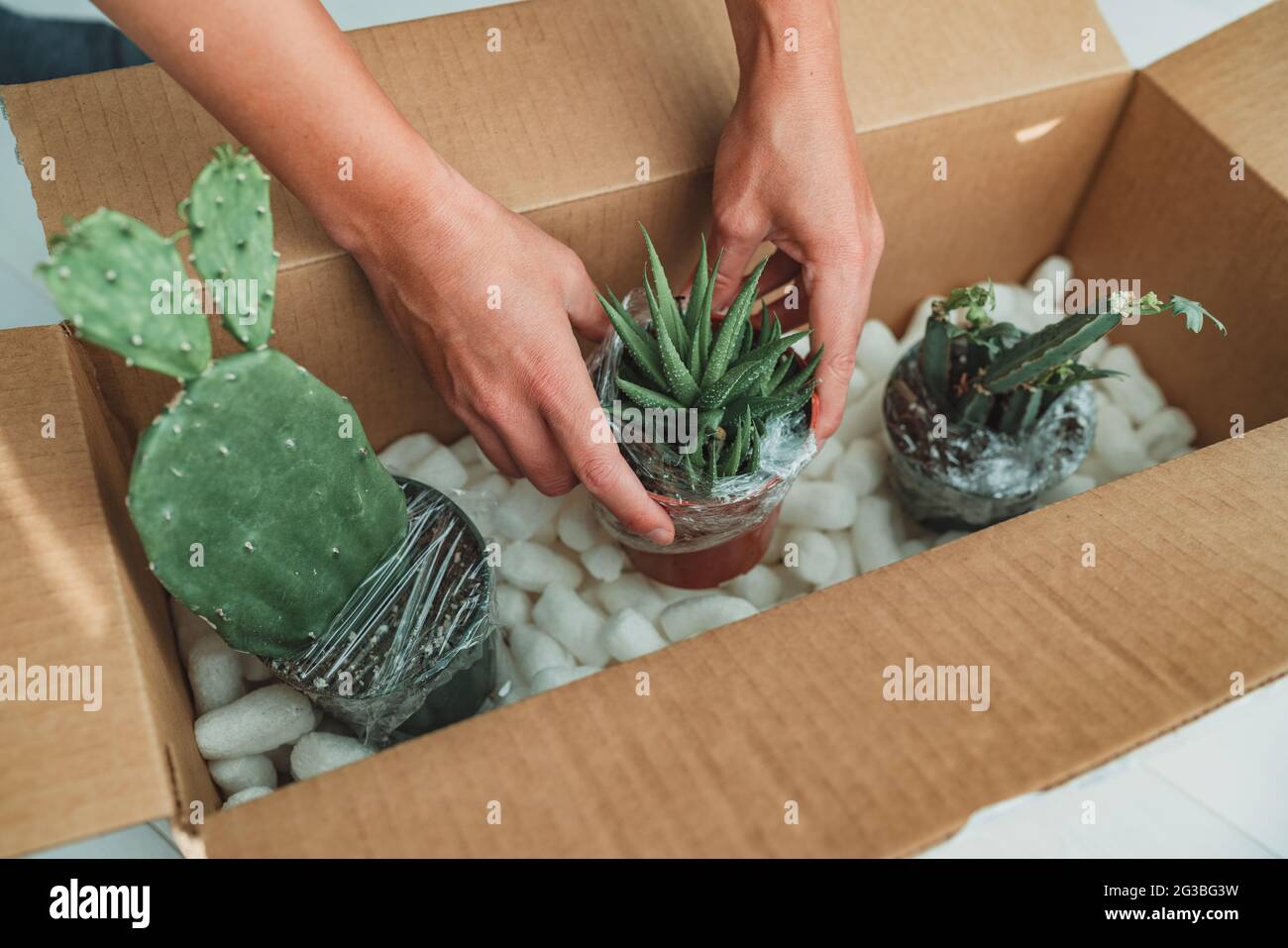 New plants delivery woman opening shipping box from online shopping ...