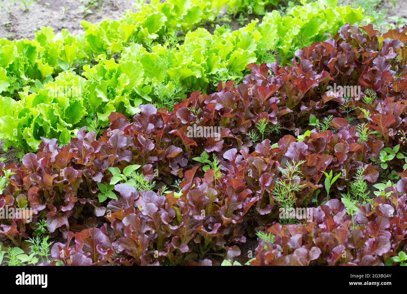Two types of sowing lettuce green and iodized lettuce, background ...
