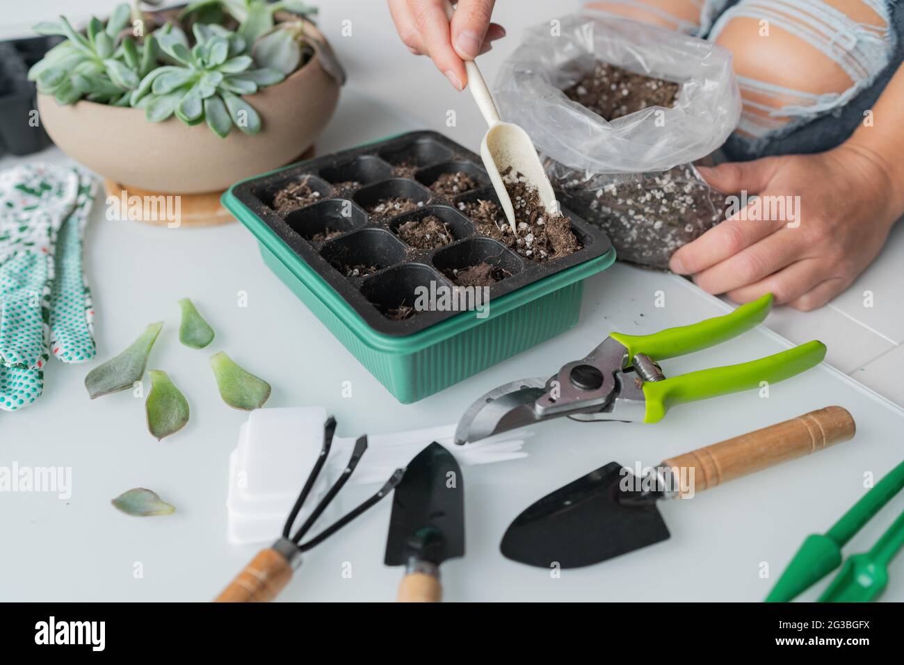 Propagation cutting plant hi-res stock photography and images - Alamy