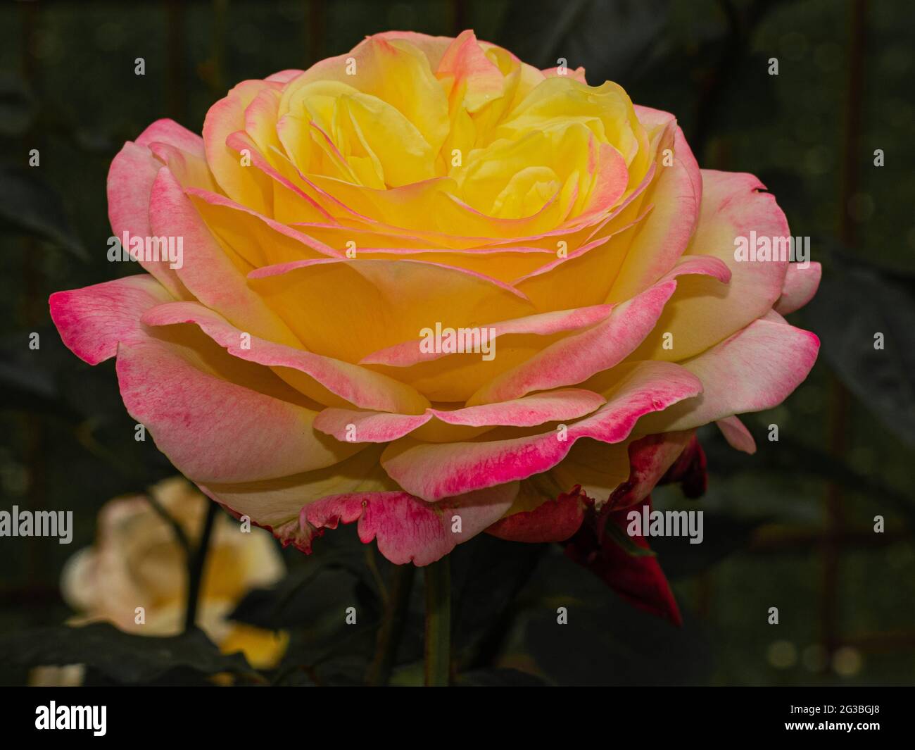 Yellow and purple rose hi-res stock photography and images - Alamy