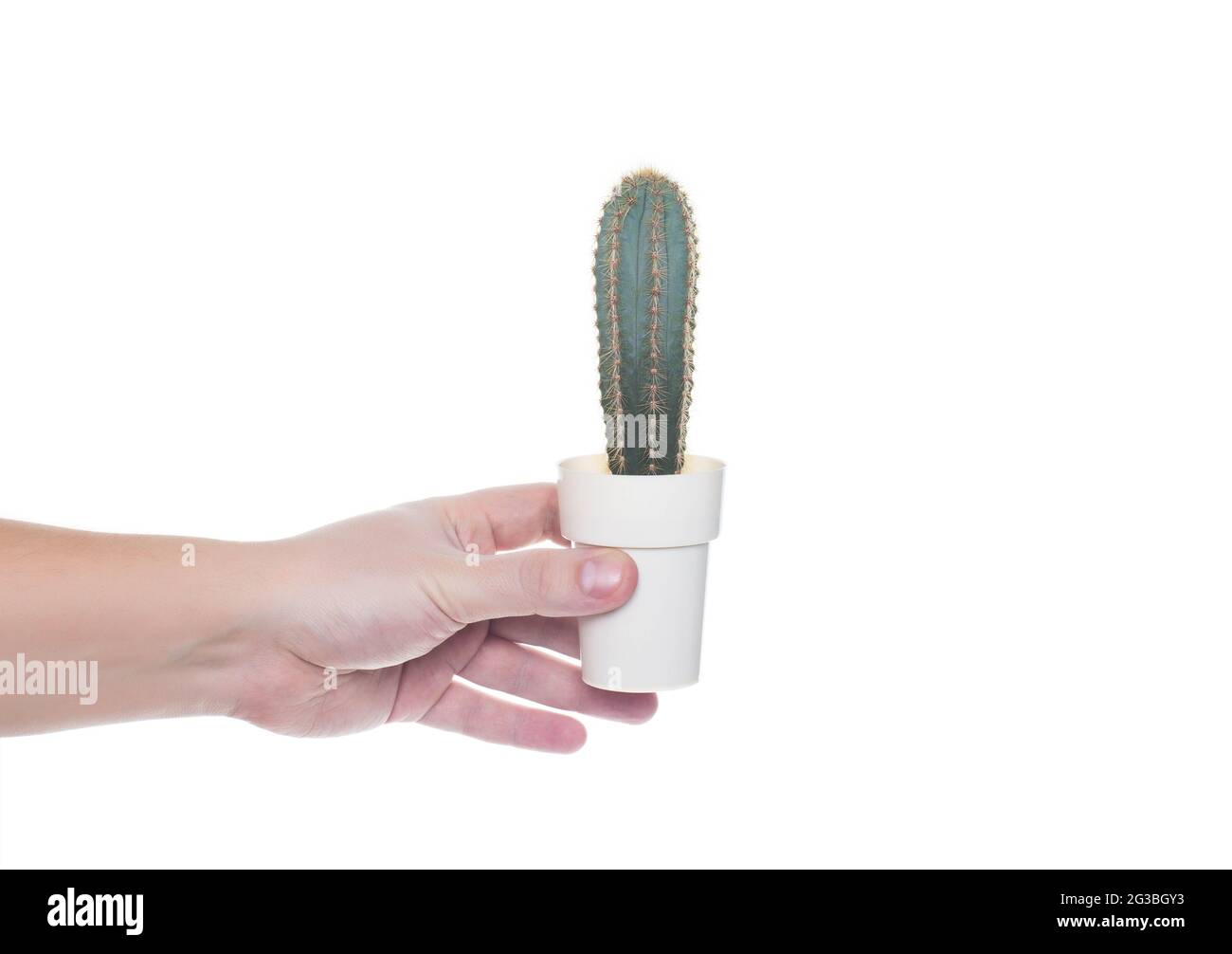 man holding a cactus in his hand on a white background, isolate. Close ...