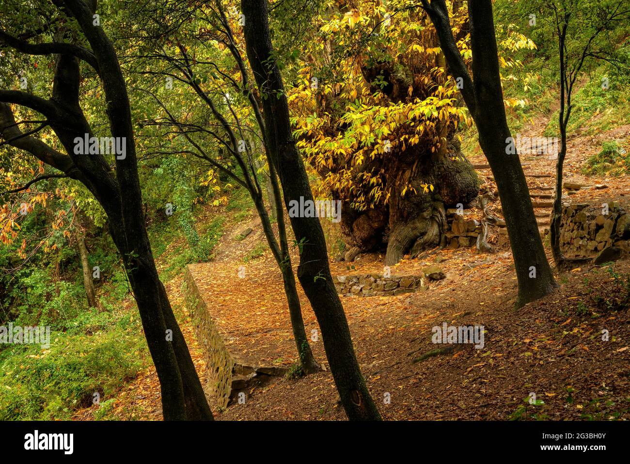 árbol de castaño hi-res stock photography and images - Alamy