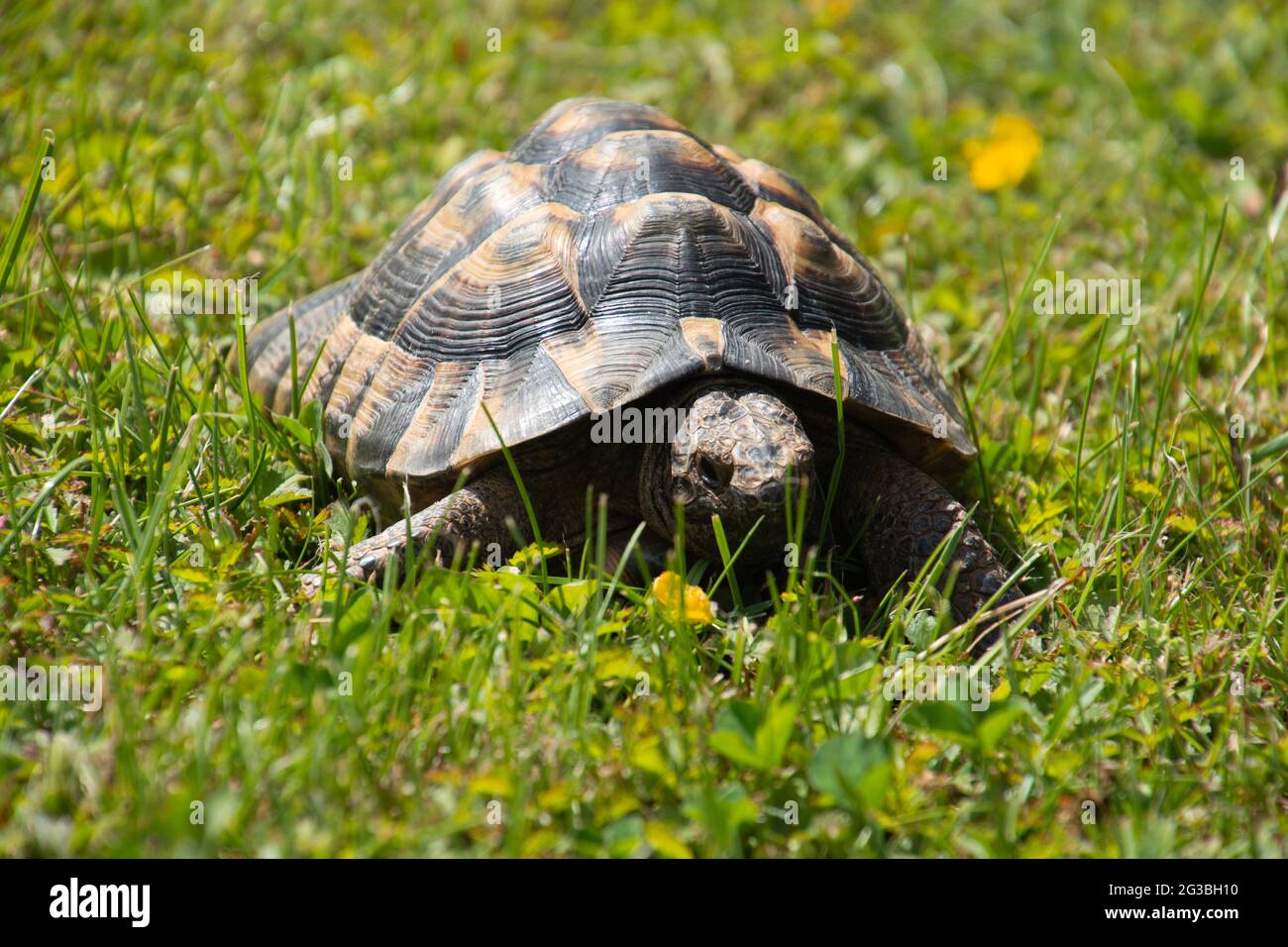 Hermann's tortoise tail hi-res stock photography and images - Alamy
