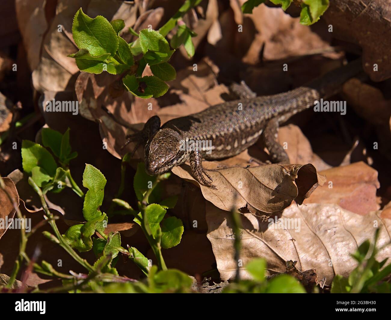 Closeup view of common wall lizard (podarcis muralis) sitting on ...