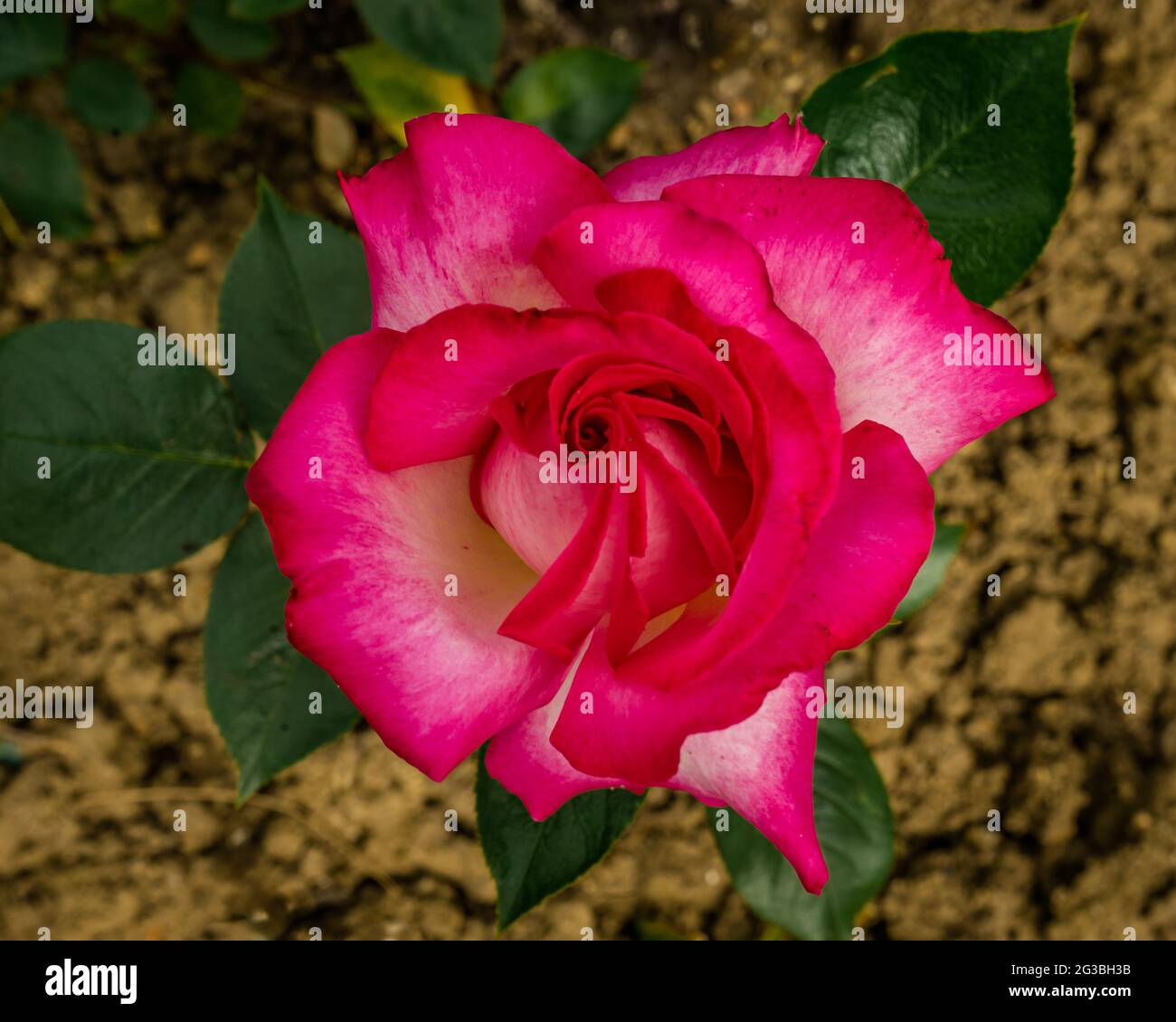 Roses burst hi-res stock photography and images - Alamy