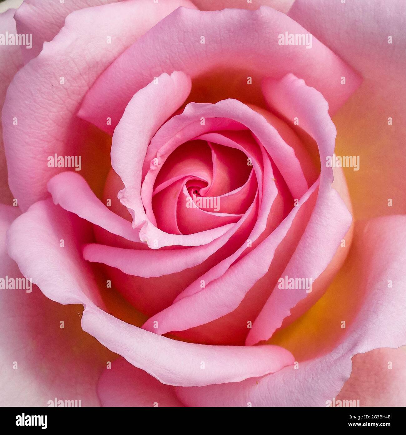 Roses burst hi-res stock photography and images - Alamy