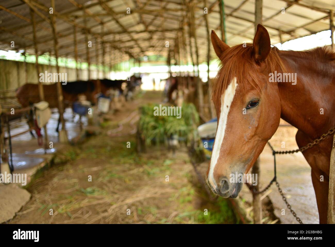 Closeup shot of a horse in the stable Stock Photo - Alamy