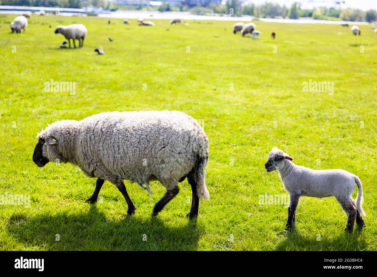 Wooly sheep and a lamb grazing in the flat meadow field Stock Photo - Alamy