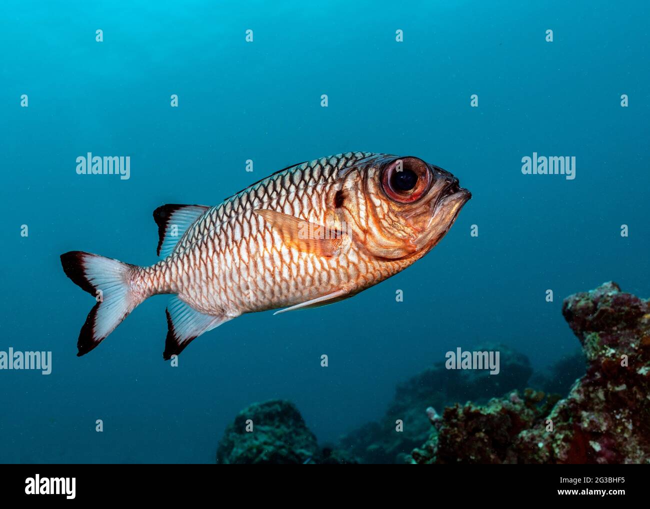 Myripristis adusta hi-res stock photography and images - Alamy