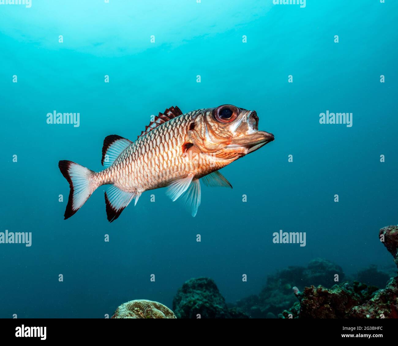 Myripristis adusta hi-res stock photography and images - Alamy