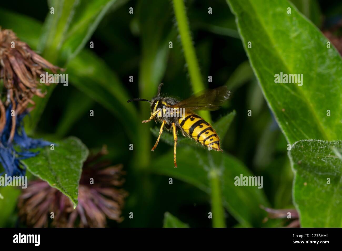 Flying wasp hi-res stock photography and images - Alamy