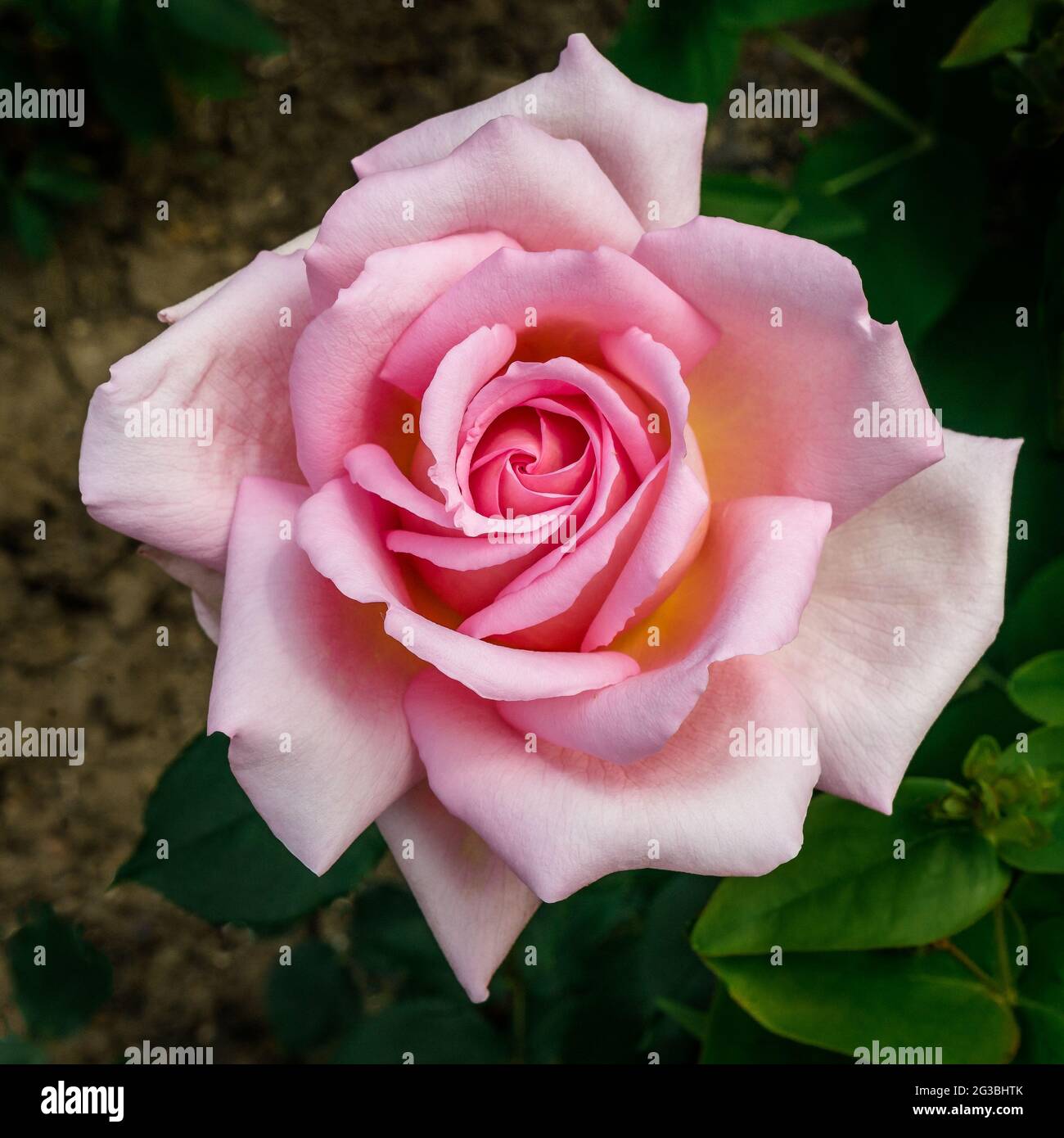 Roses burst hi-res stock photography and images - Alamy