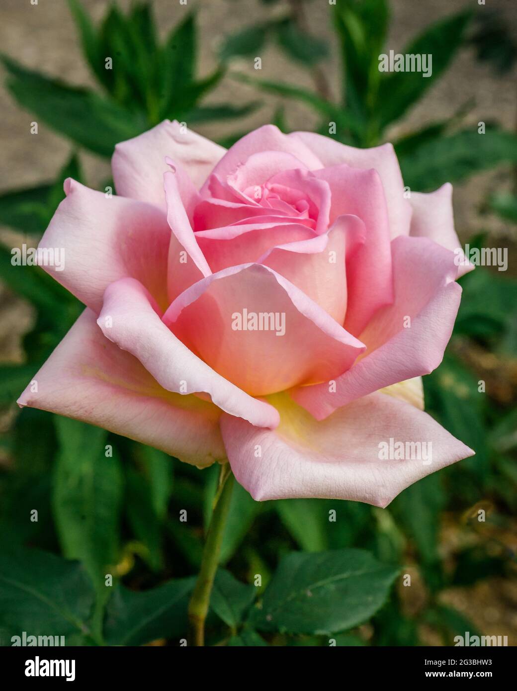 Roses burst hi-res stock photography and images - Alamy