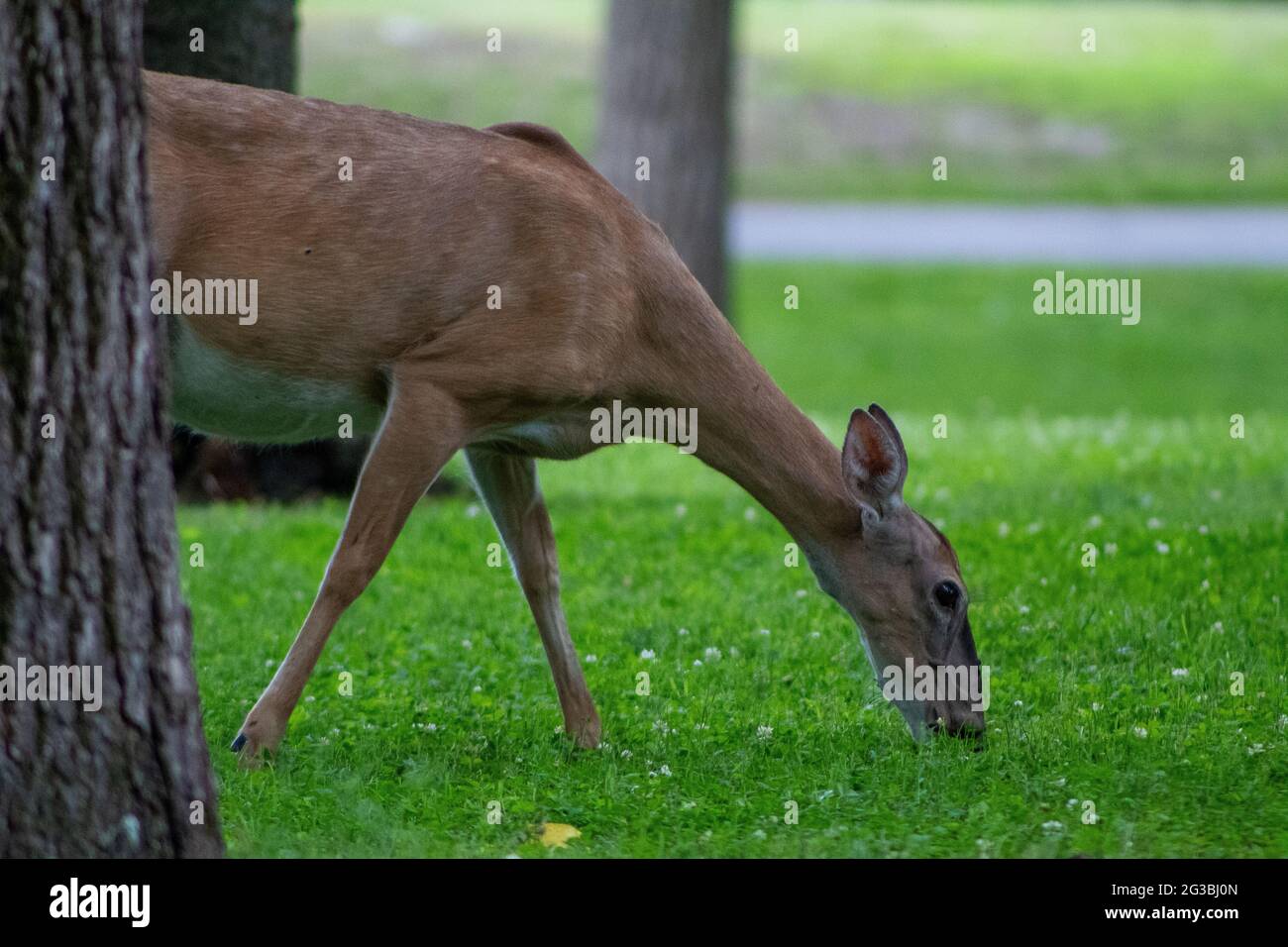 Season deer hi-res stock photography and images - Alamy