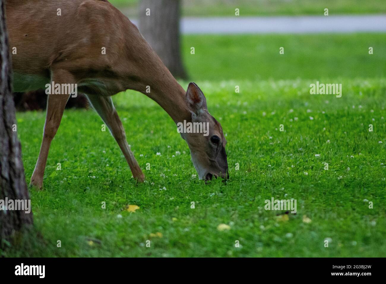 Grazing deer hi-res stock photography and images - Alamy