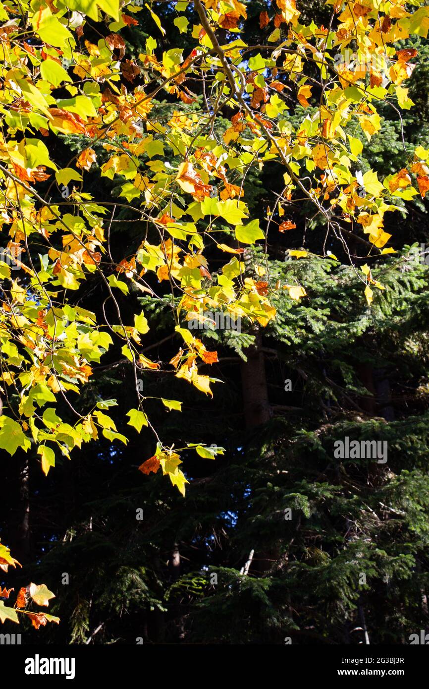 Autumn tree leaves texture background. leaf background texture Stock ...