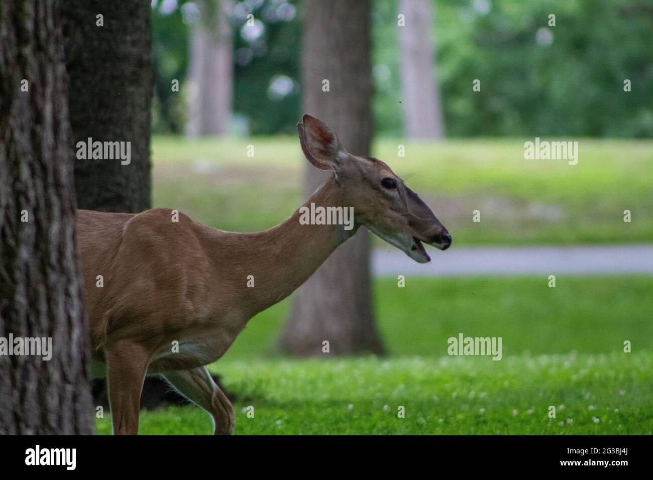 White tail deer behind hi-res stock photography and images - Alamy