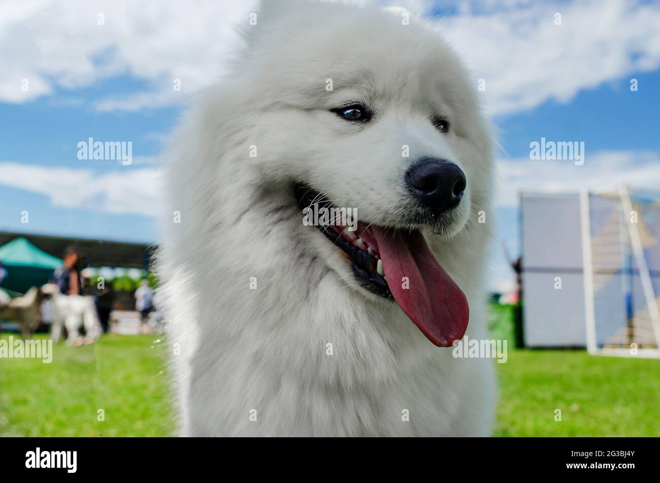 Samoyed model hi-res stock photography and images - Alamy