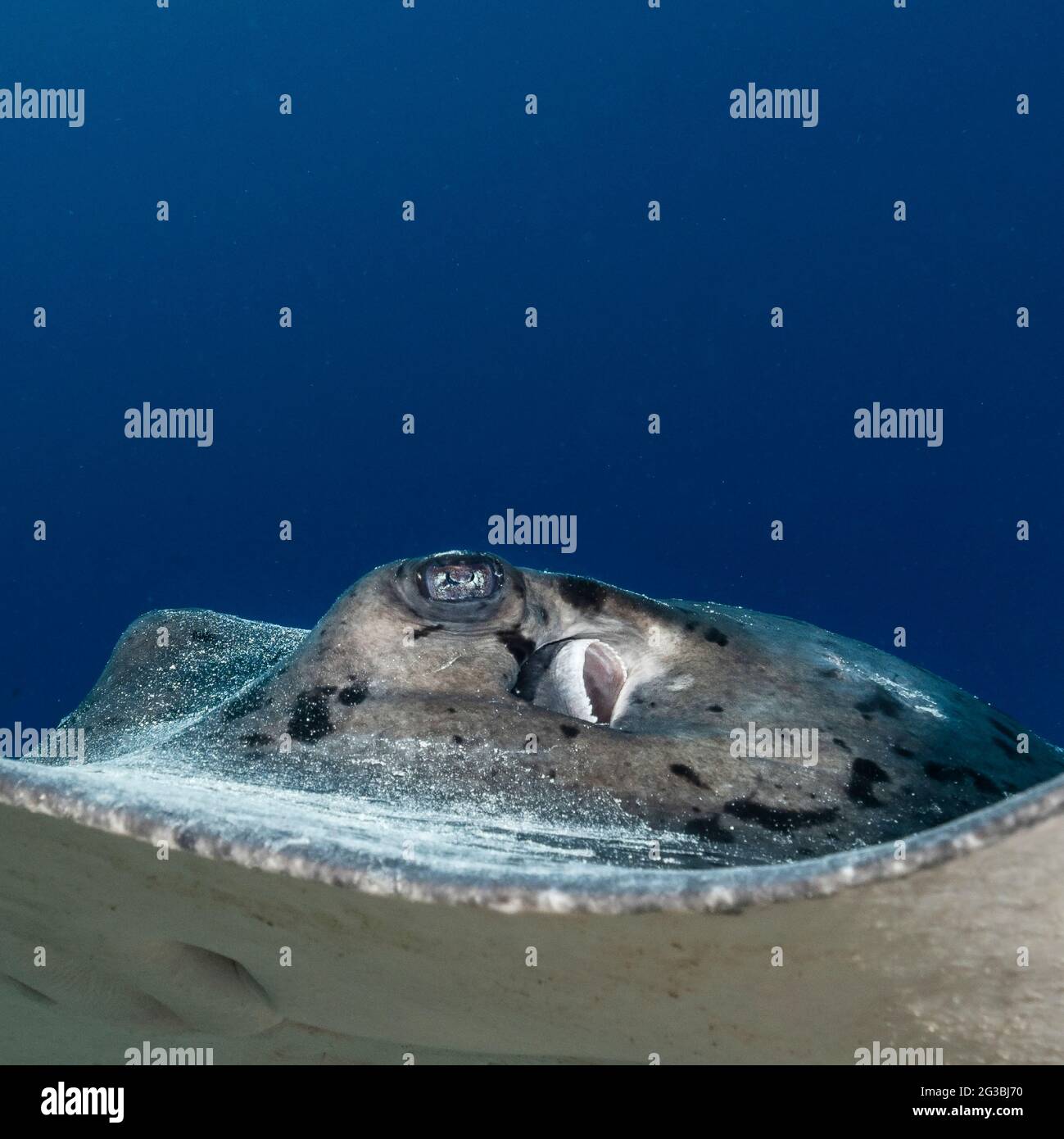 Round ribbontail ray (Taeniura meyeni) in Maldives Stock Photo - Alamy