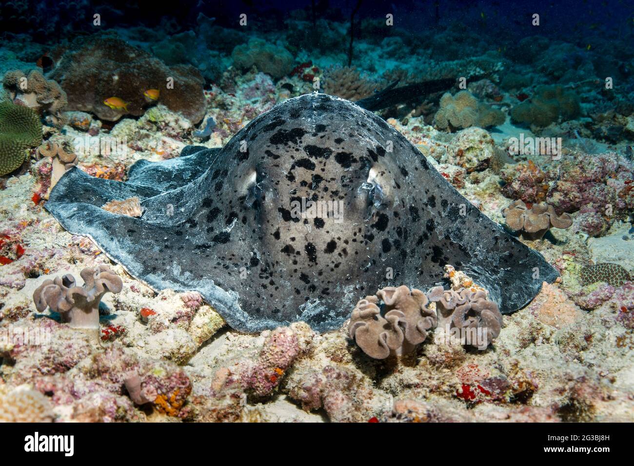 Round ribbontail ray (Taeniura meyeni) in Maldives Stock Photo - Alamy