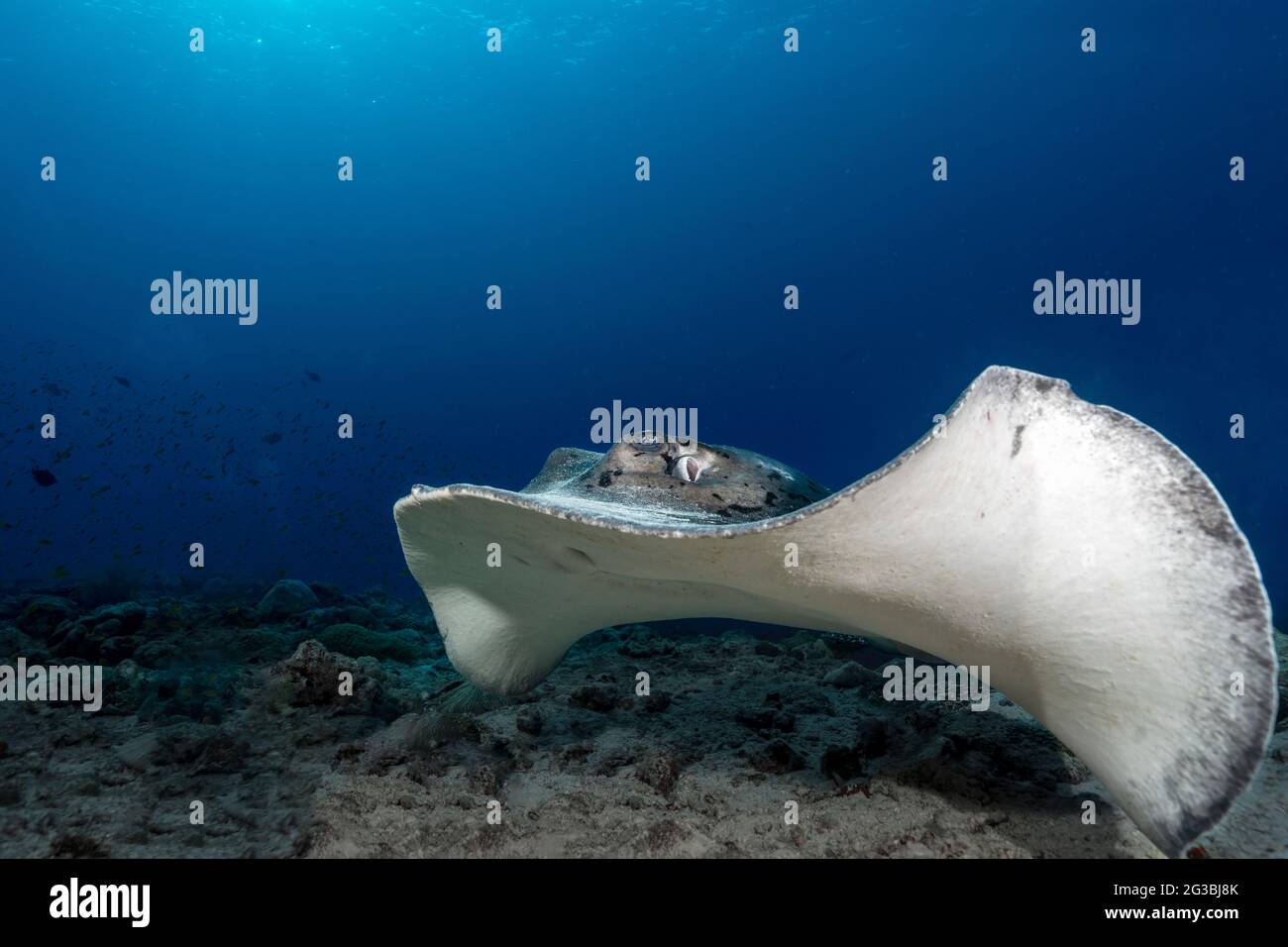 Round ribbontail ray (Taeniura meyeni) in Maldives Stock Photo - Alamy