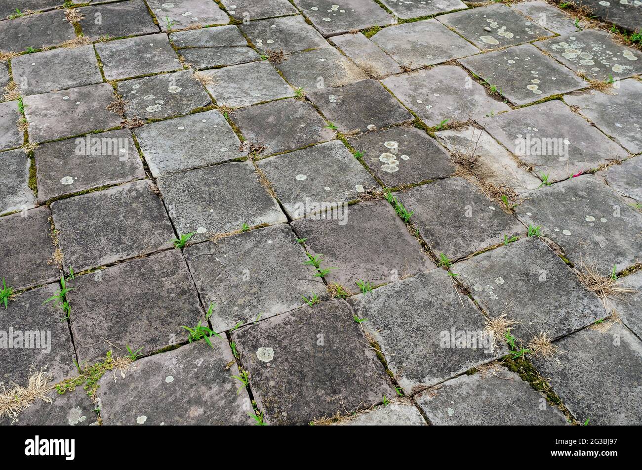 Growing through paving slabs hi-res stock photography and images - Alamy