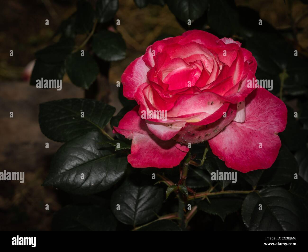 Fuchsia rose hi-res stock photography and images - Alamy
