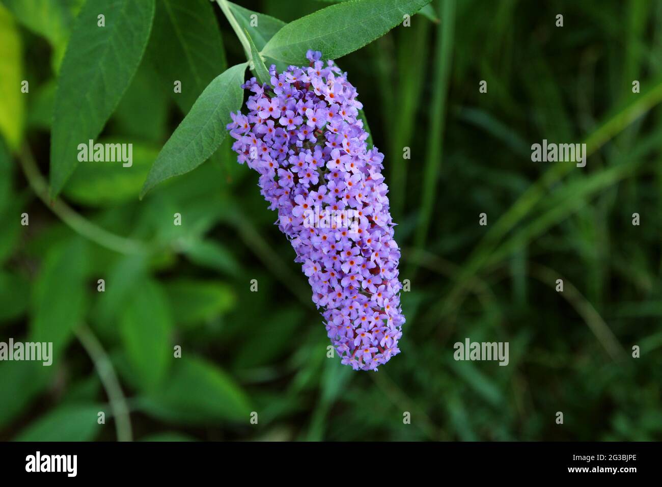 Summer lilac, butterfly-bush (Buddleja davidii Stock Photo - Alamy