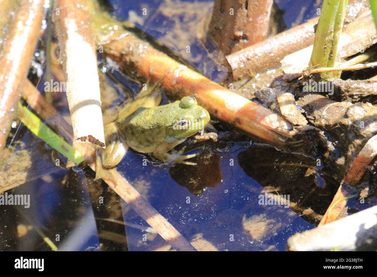 Cute little North American bullfrog standing in a lake under the sun ...