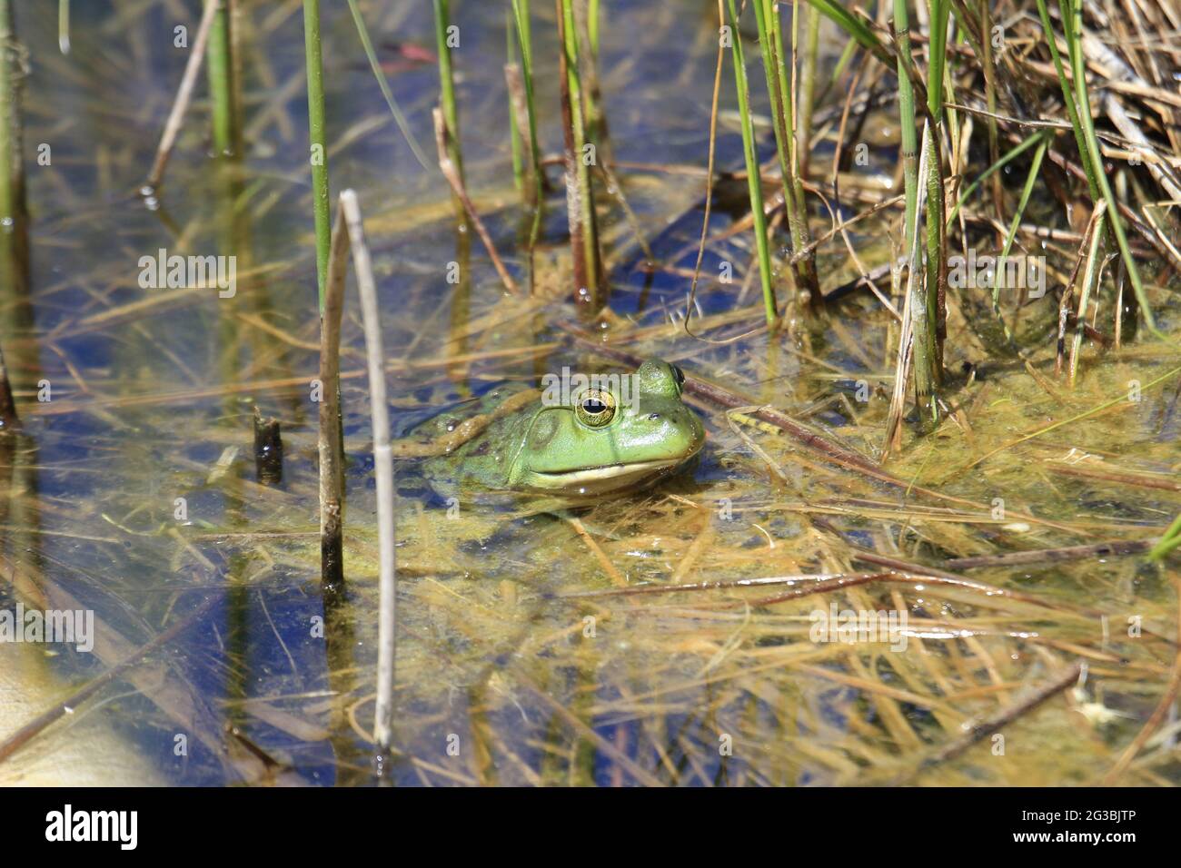 Cute American bullfrog swimming in a dirty lake with straws in it in ...