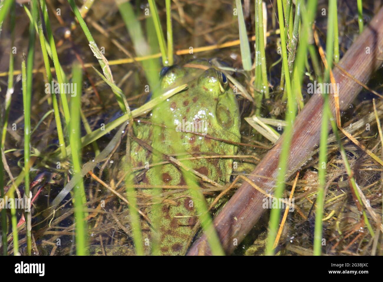 American bullfrog in grass hi-res stock photography and images - Alamy