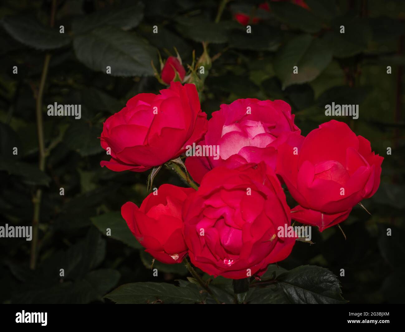 Fuchsia wallpaper hi-res stock photography and images - Alamy