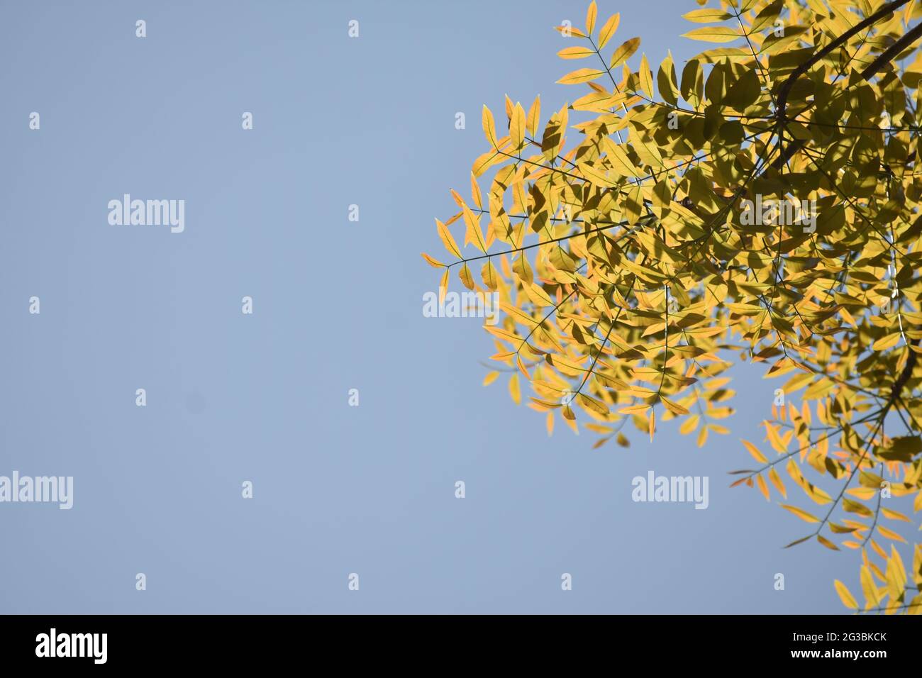 Clear pic hi-res stock photography and images - Alamy