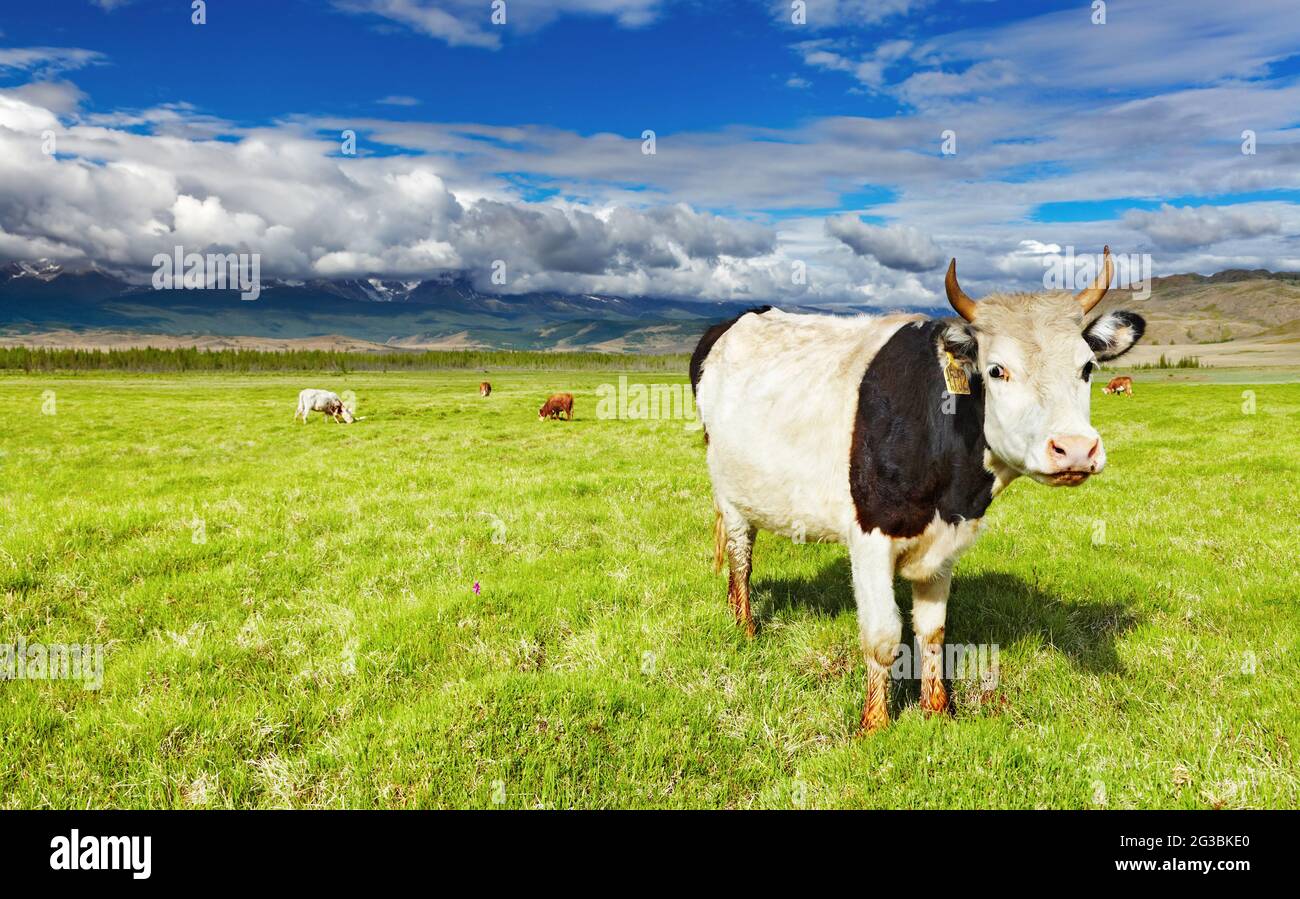 Mountain landscape with grazing cows Stock Photo - Alamy