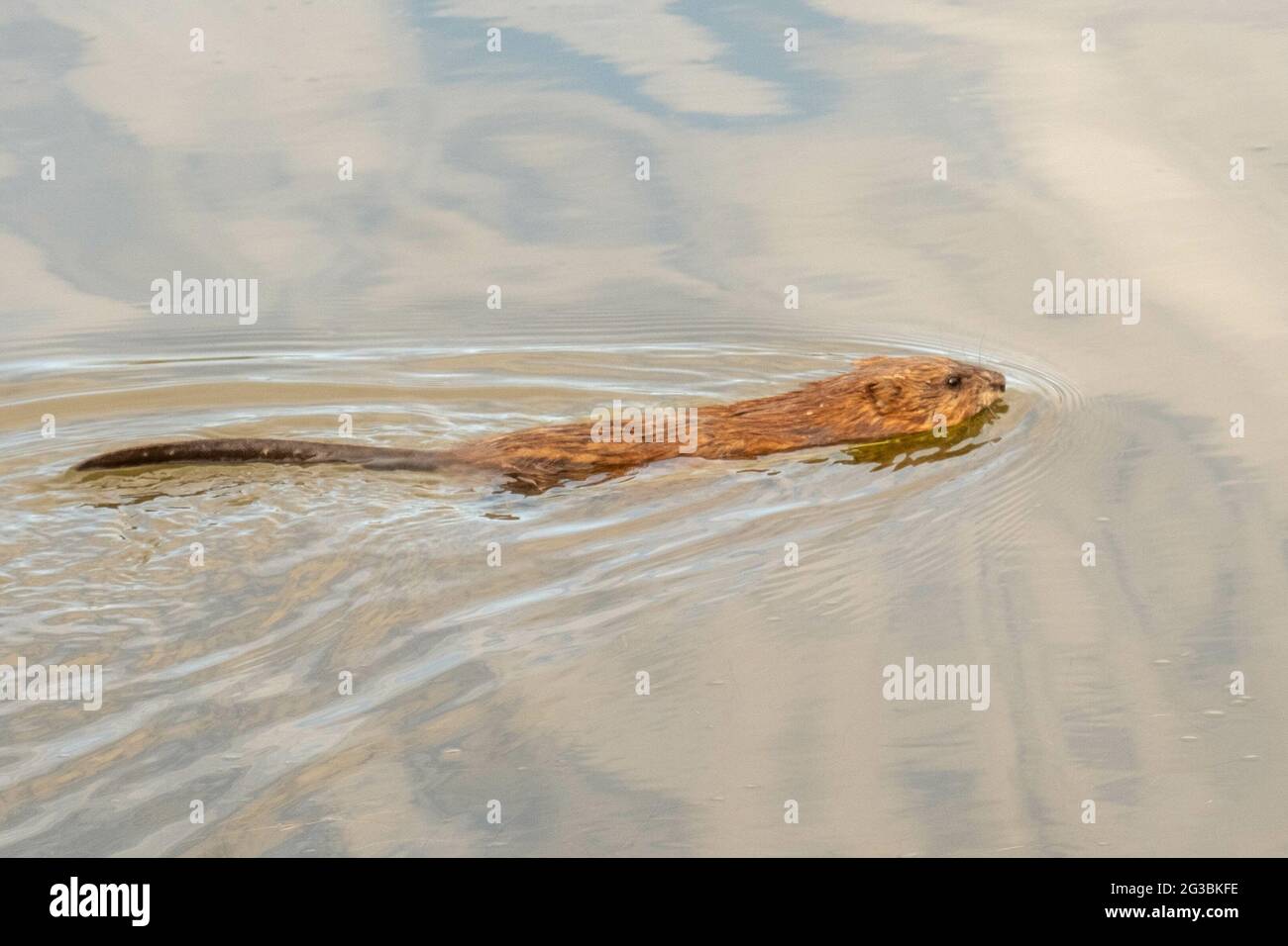 Swimming mink hi-res stock photography and images - Alamy