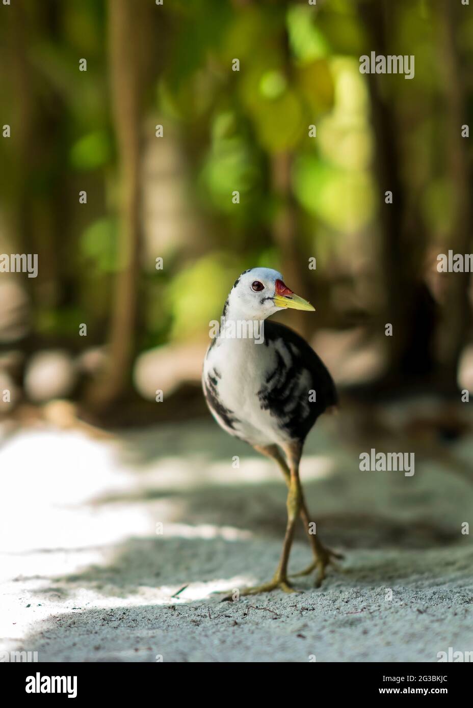 White breasted waterhen, Amaurornis phoenicurus, national bird of ...