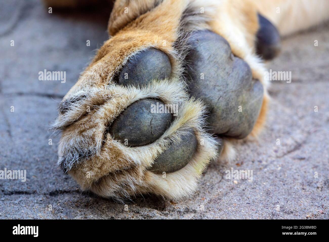 Close-up of a Lion paw Stock Photo - Alamy