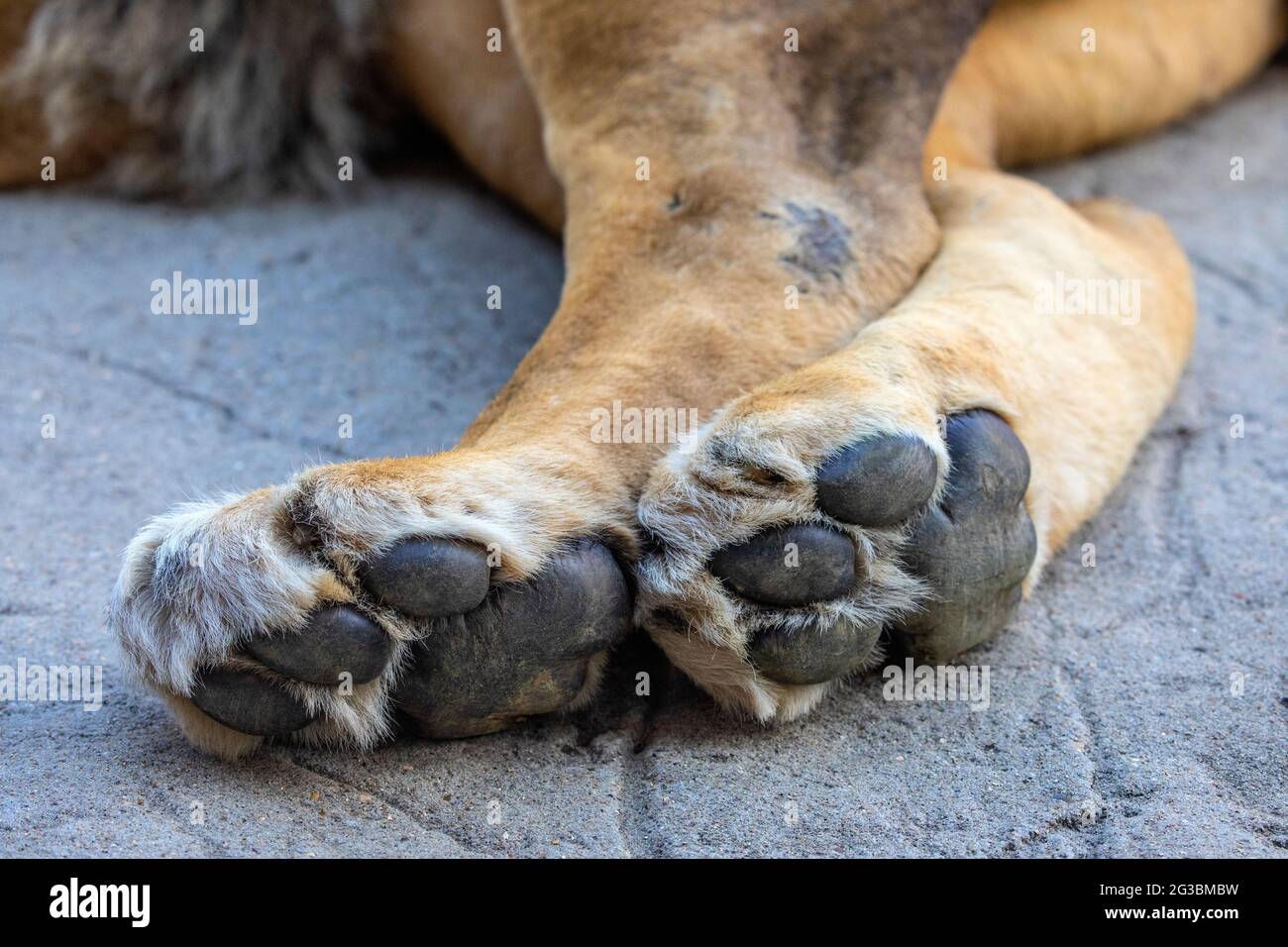 Lion paws hi-res stock photography and images - Alamy