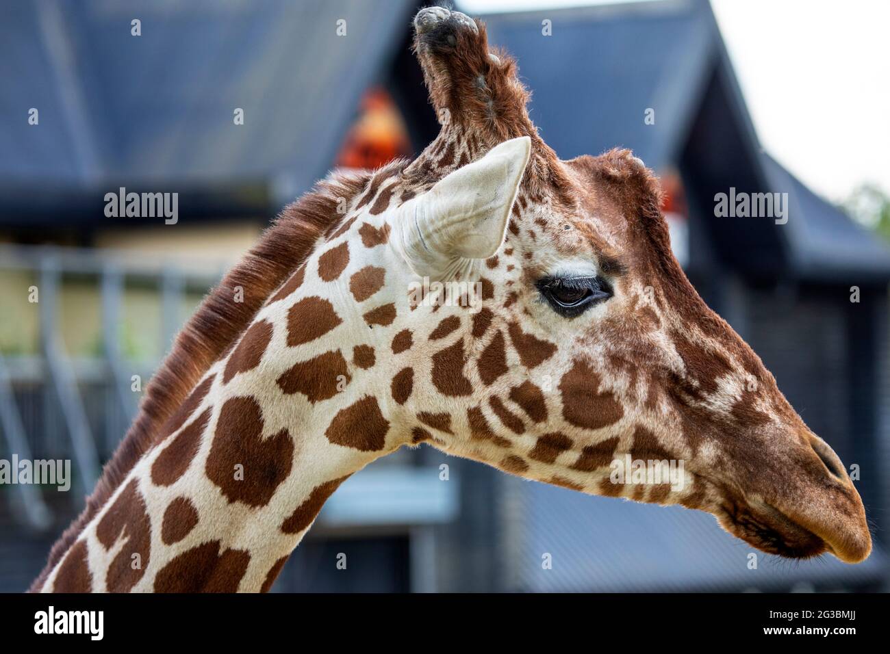 Giraffe markings hi-res stock photography and images - Alamy