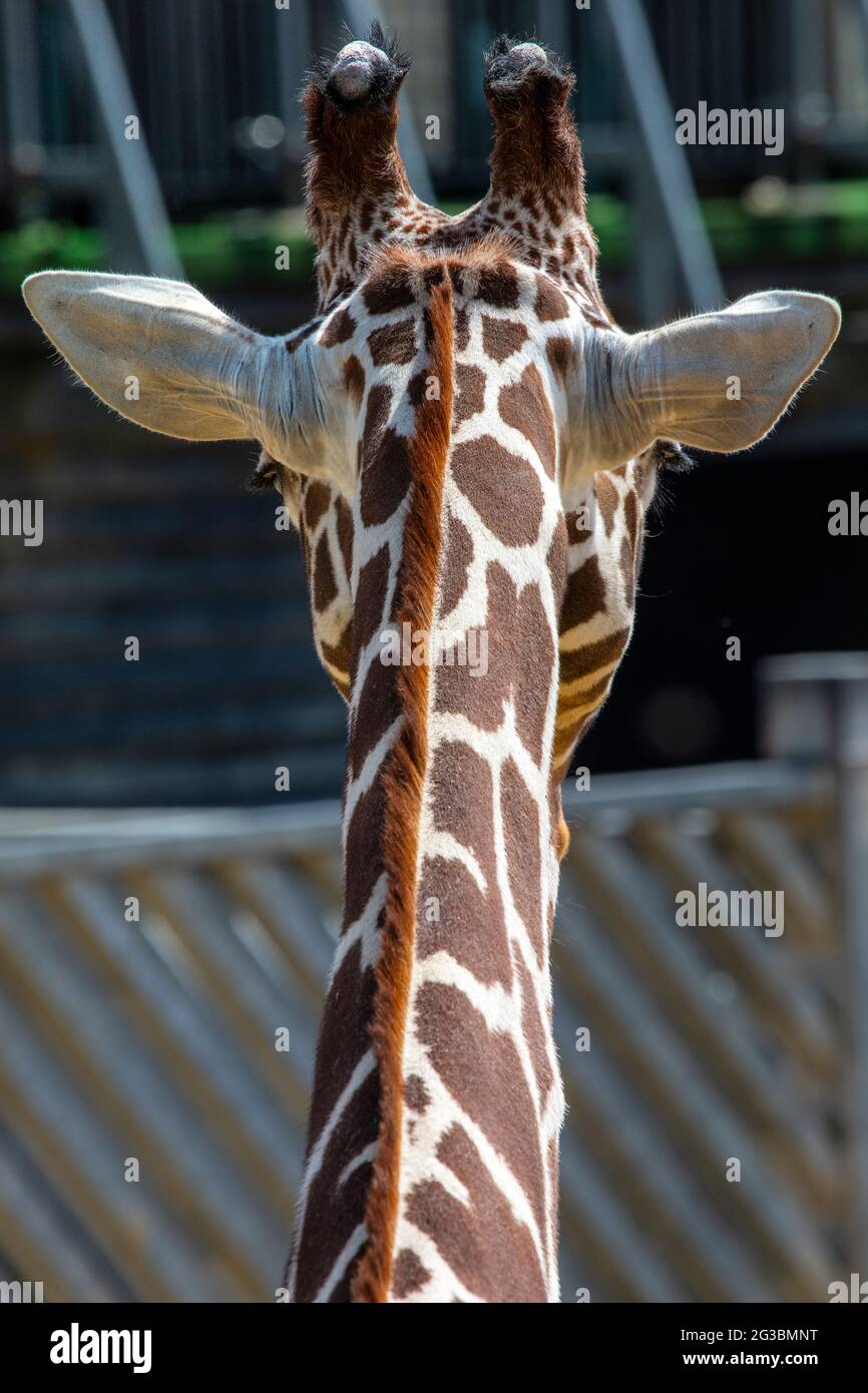 Giraffe back neck head hi-res stock photography and images - Alamy
