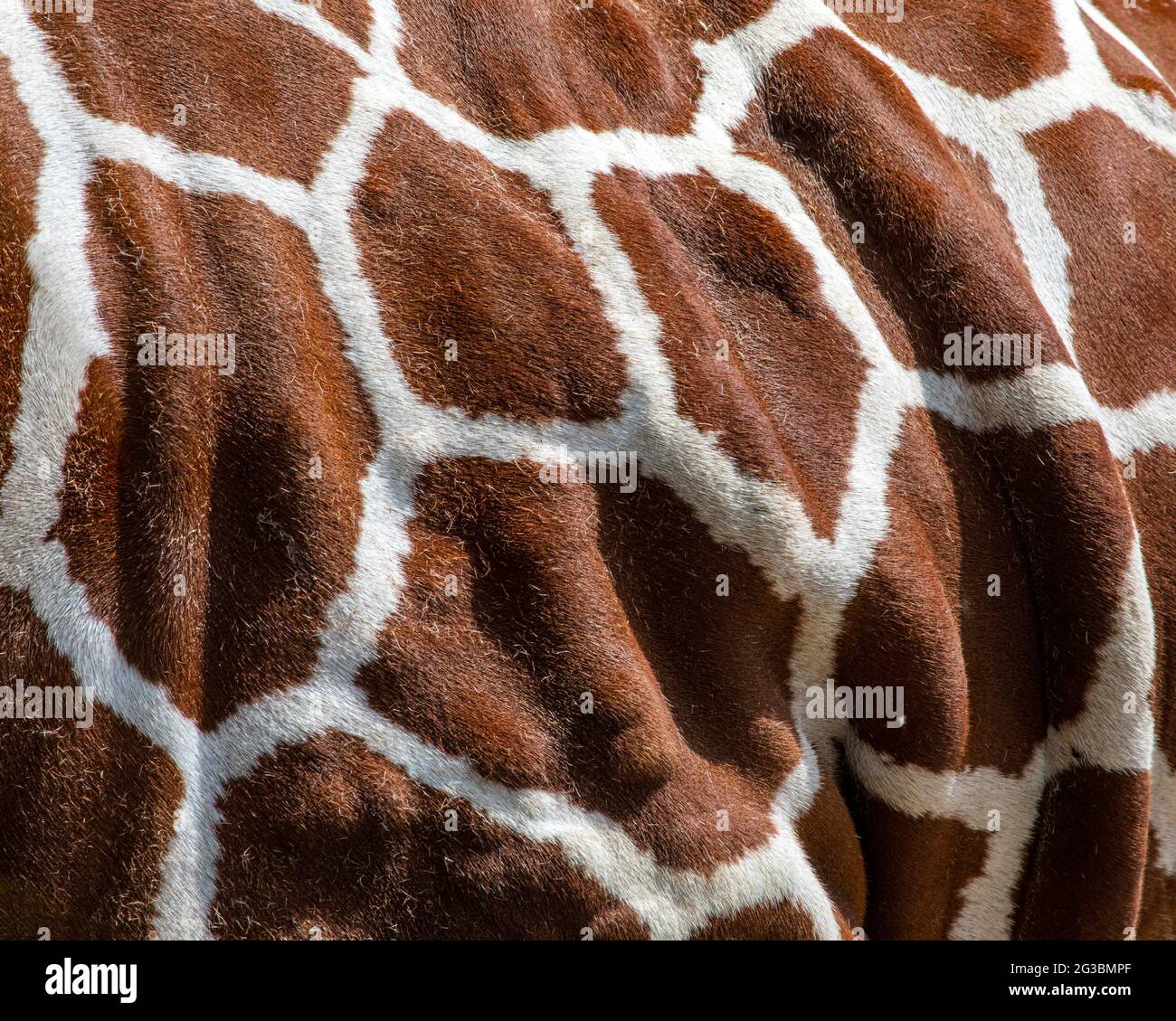 Beautiful markings hi-res stock photography and images - Alamy