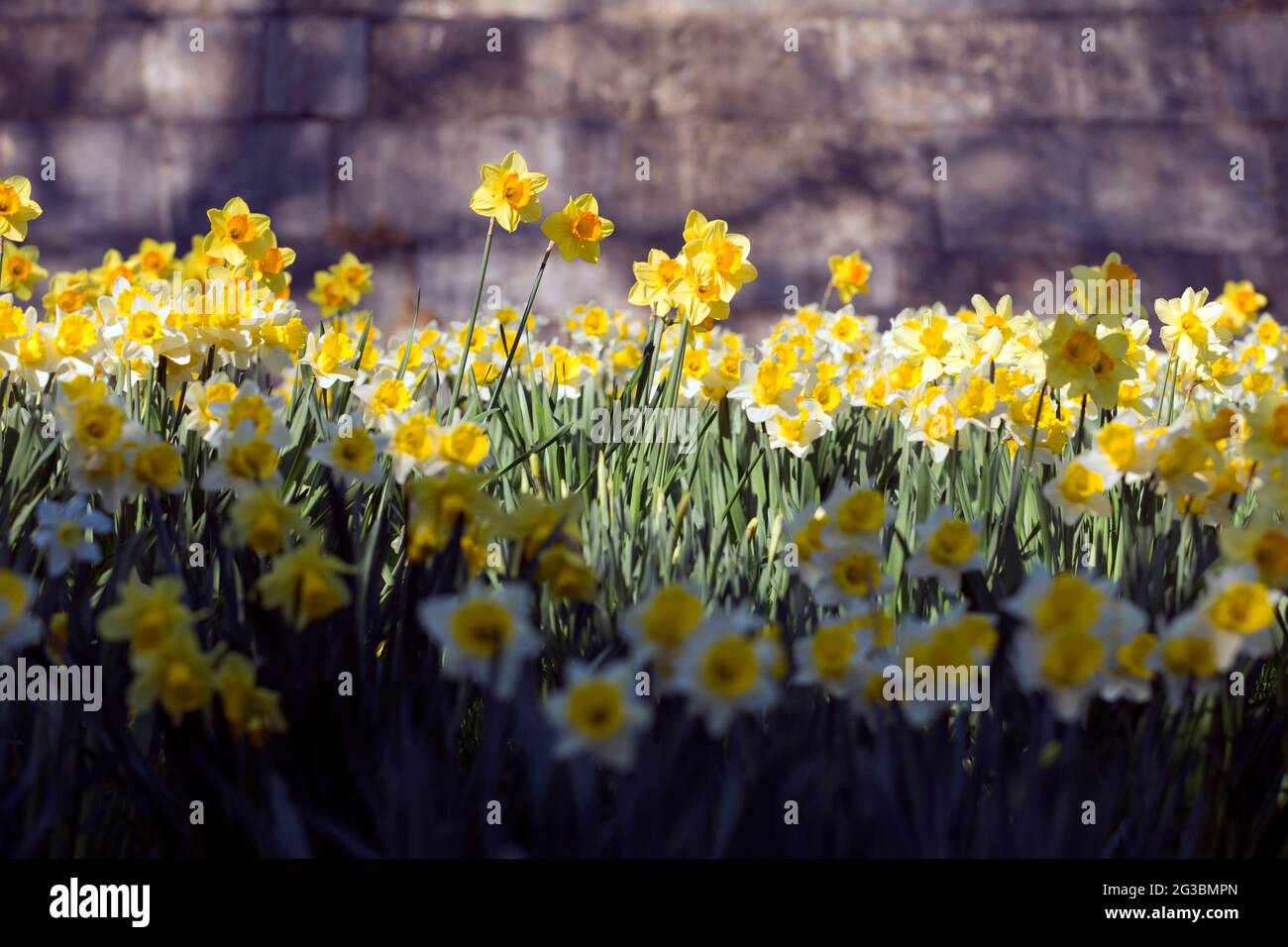 Spring begins and Daffodils in bloom around the ancient city walls of ...