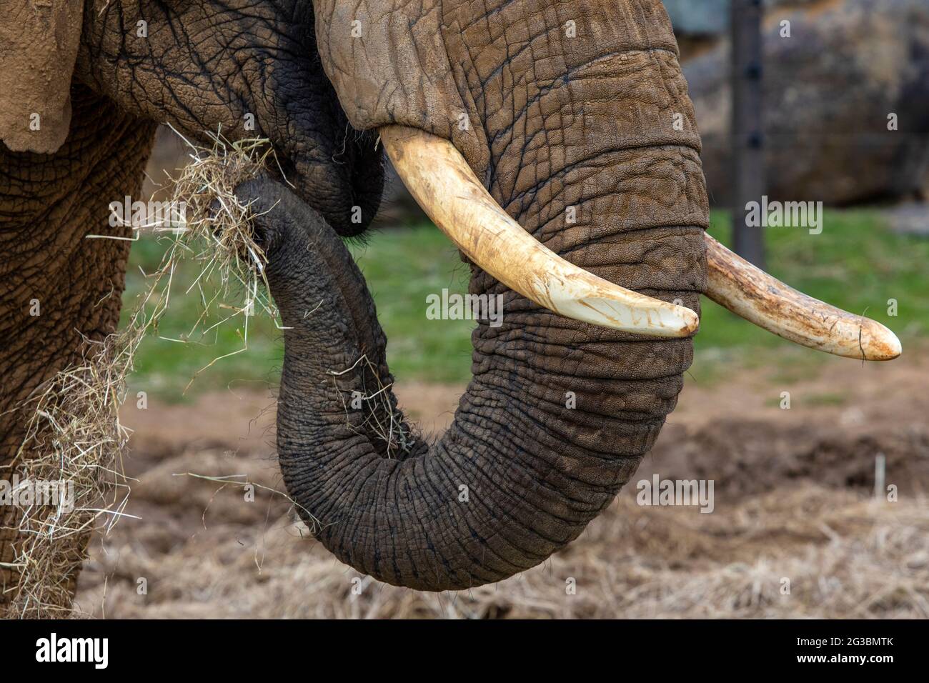 An Elephant eating Stock Photo - Alamy