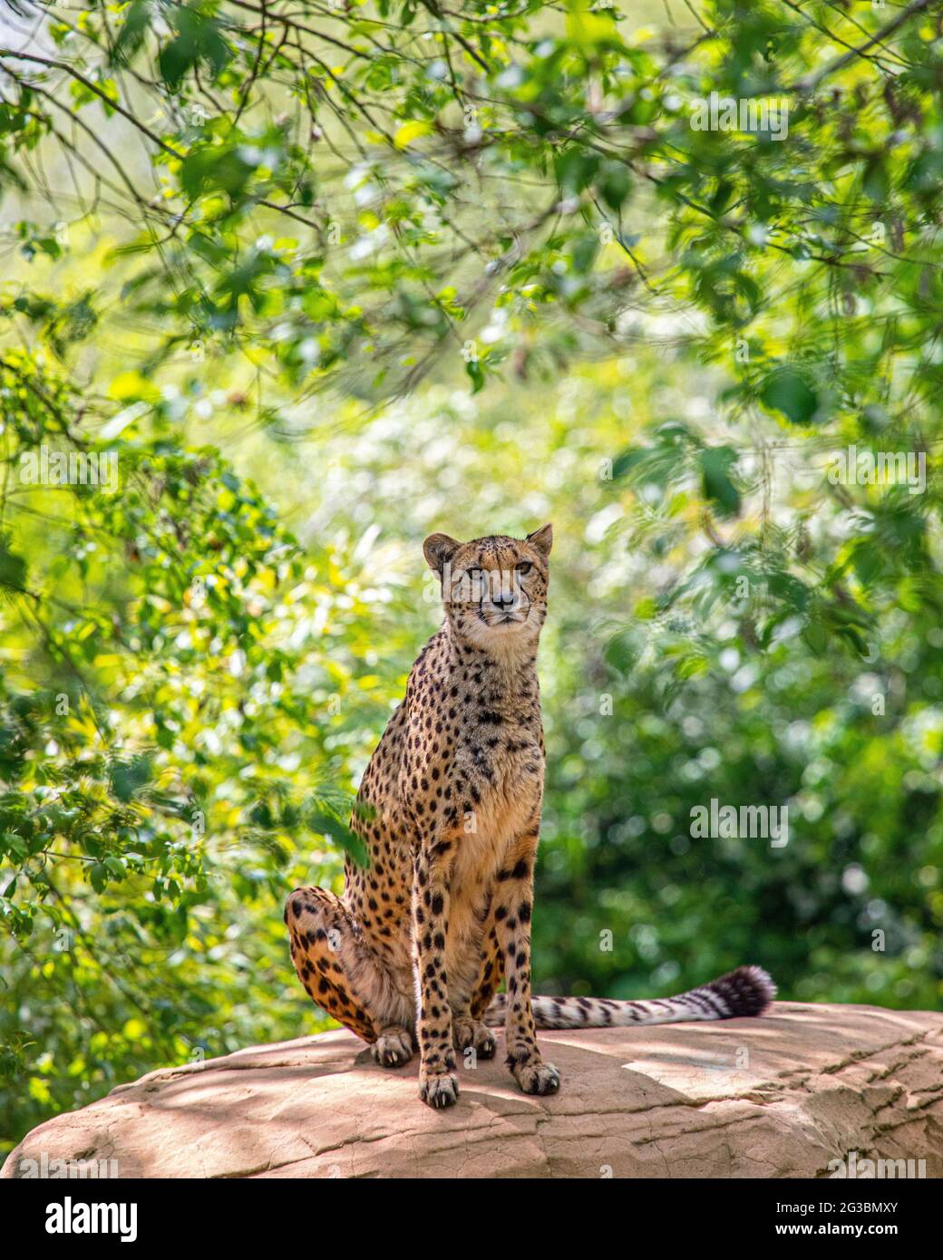 A Cheetah sitting on a rock with greenery behind Stock Photo - Alamy
