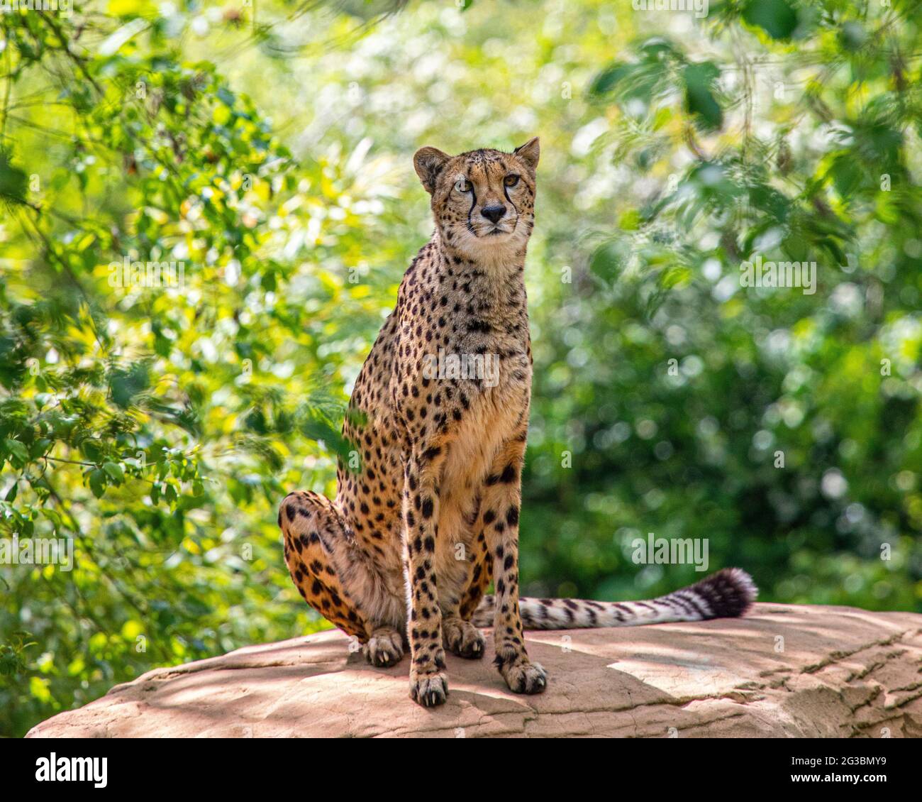 A Cheetah sitting on a rock with greenery behind Stock Photo - Alamy