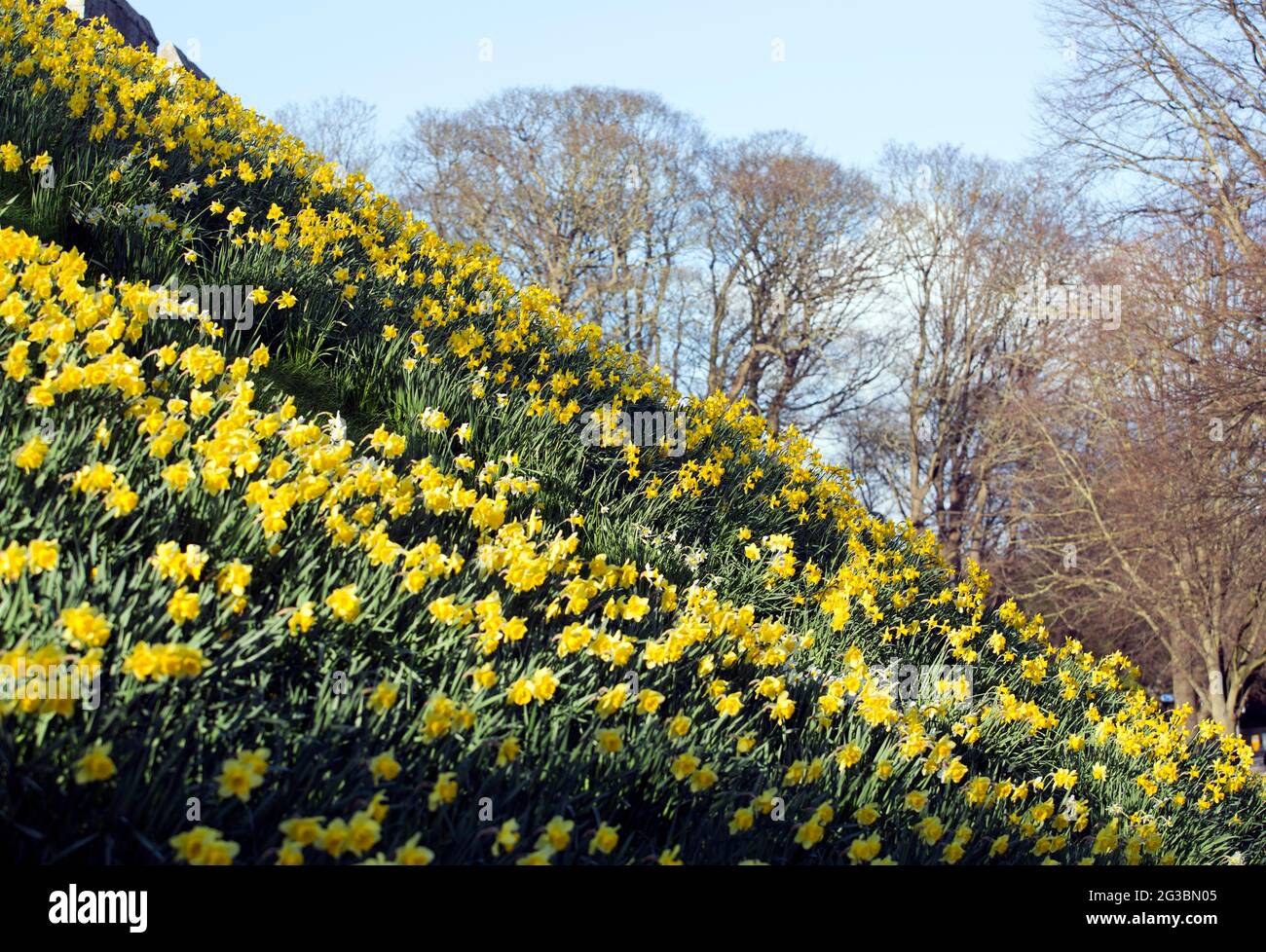 Spring begins and Daffodils in bloom along the ancient city walls of ...