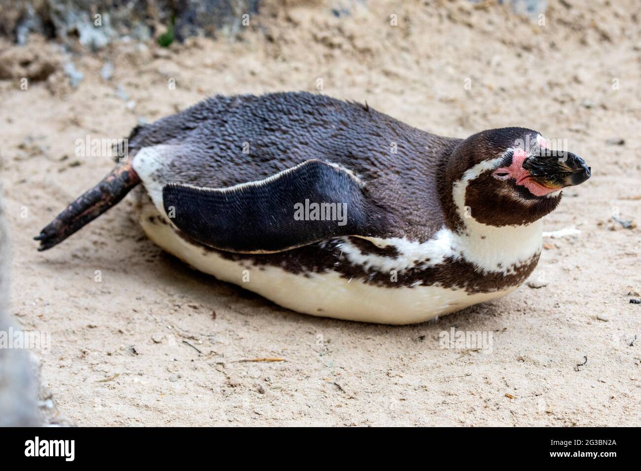 Relaxed penguins hi-res stock photography and images - Alamy