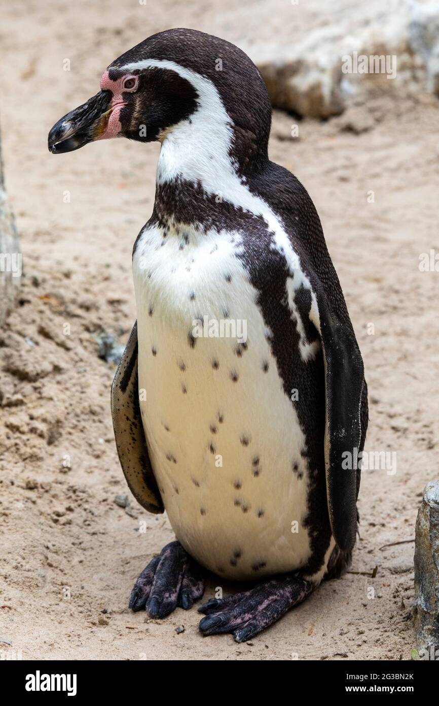 Close-up of an African Penguin Stock Photo - Alamy