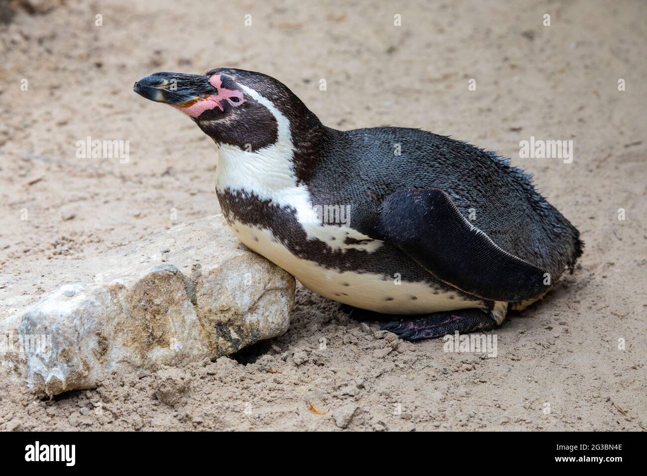 An African Penguin laying down Stock Photo - Alamy