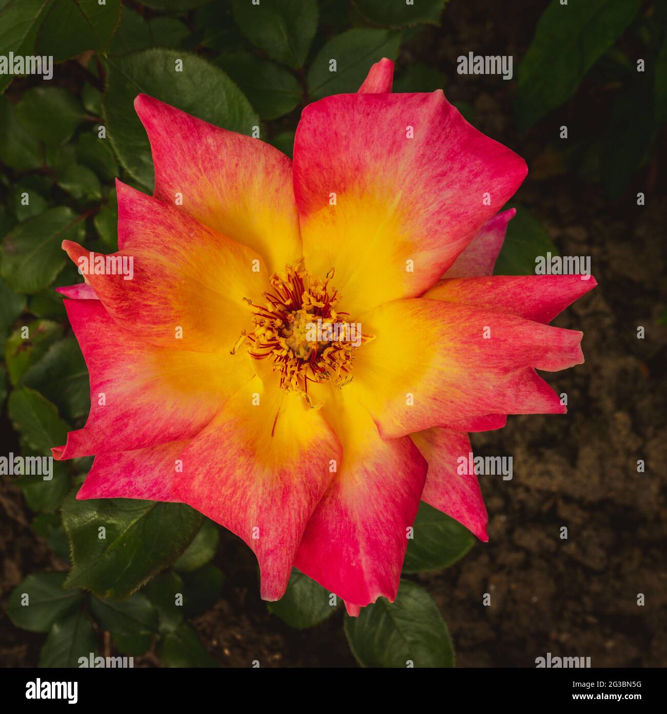 English roses in bloom Stock Photo - Alamy